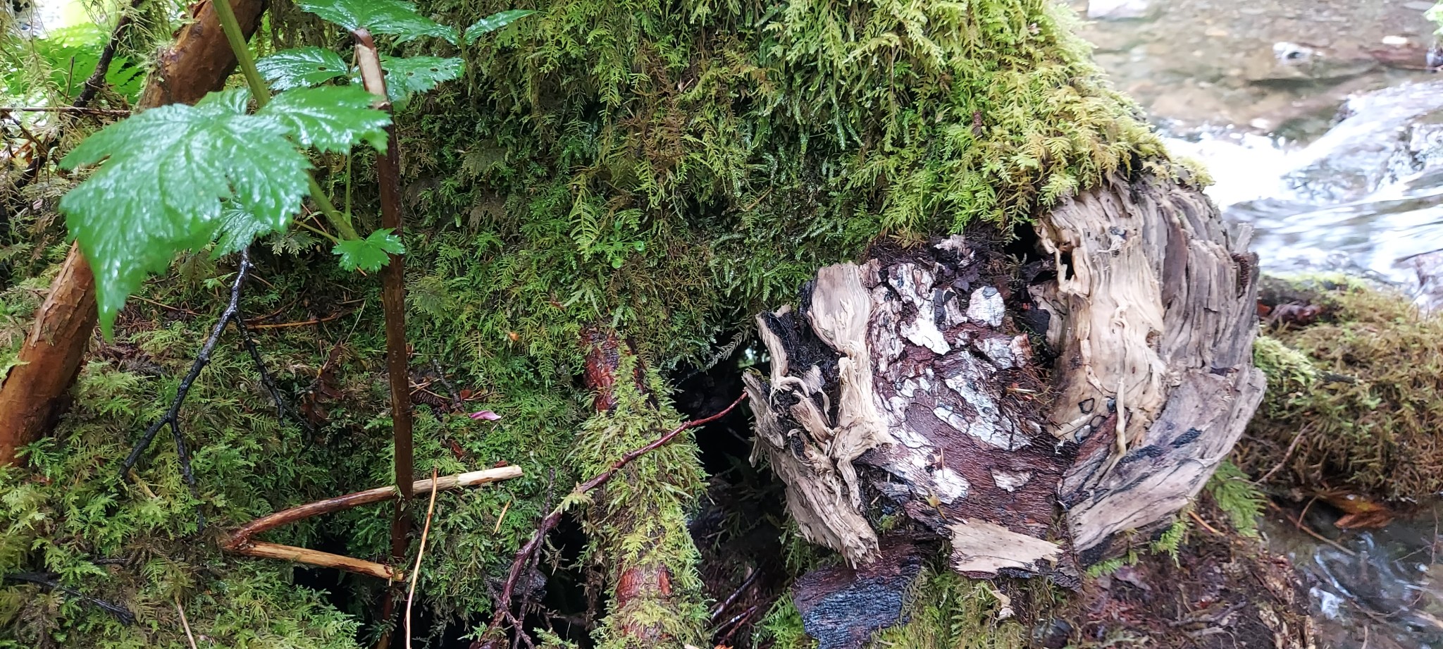 Lake Quinault Lodge – jane sadek